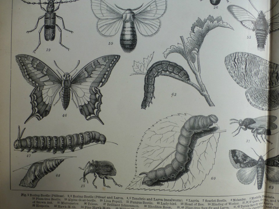 B15 1874 ENGRAVING ENTOMOLOGY Butterflies, Weevil, MOTHS Beetles, LARVA ...