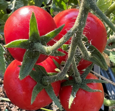 Oregon Spring Tomato Seeds | Heirloom | Organic | Cold Tolerant | Early ...