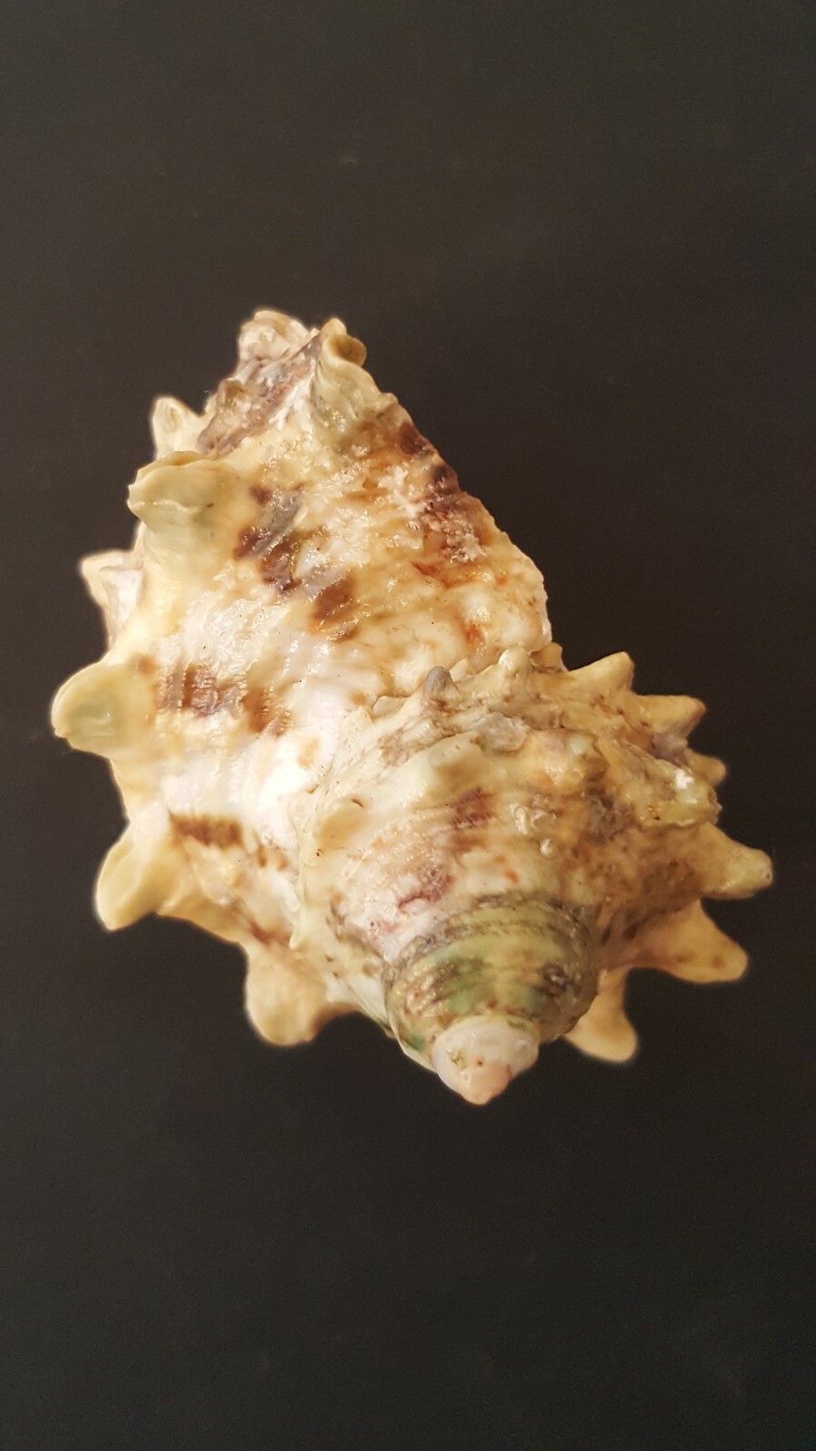 Turbo Radiatus, F+++,Big Size&Exceptional ,With Operculum,From Egypt ...