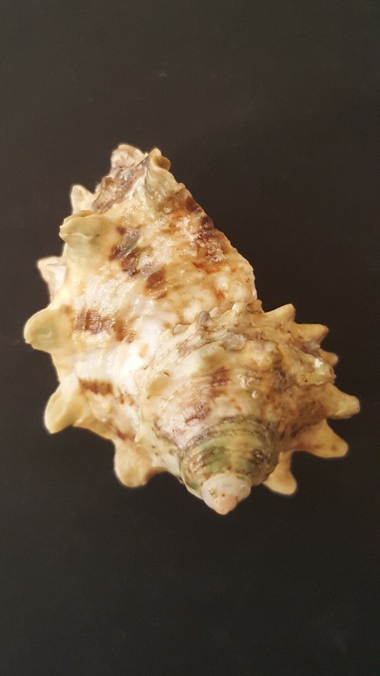 Turbo Radiatus, F+++,Big Size&Exceptional ,With Operculum,From Egypt ...