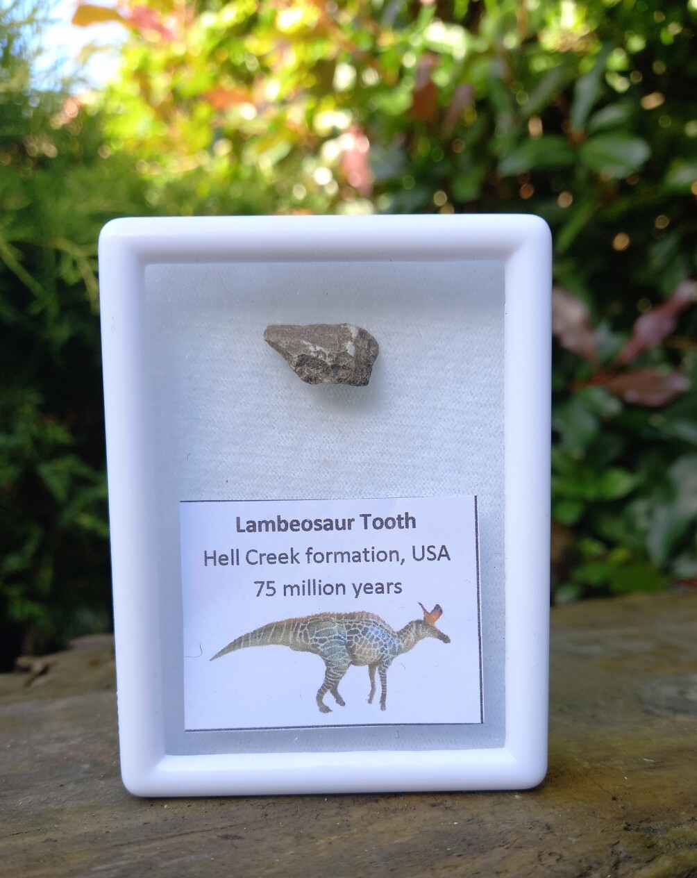 Hadrosaur Lambeosaur 17mm tooth Fossil Dinosaur, Cretaceous, USA | eBay