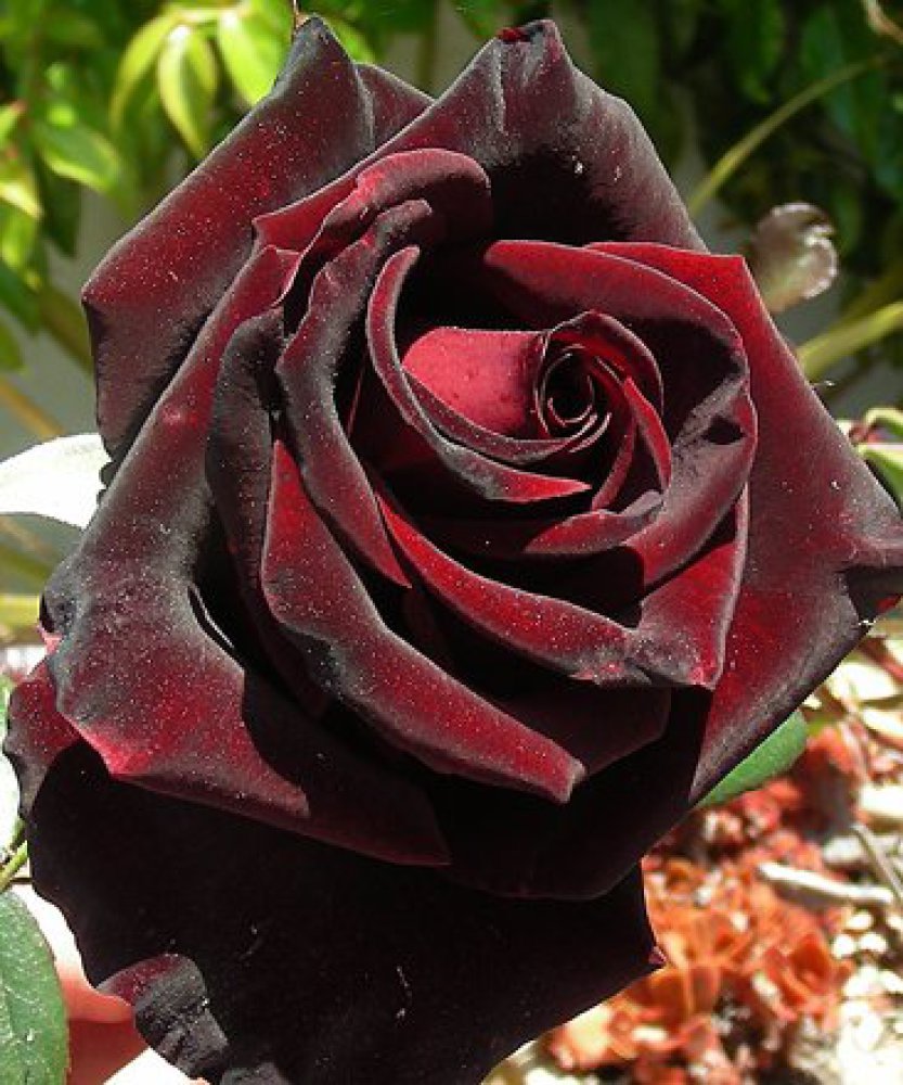 Photos De Roses Noires Et Rouges