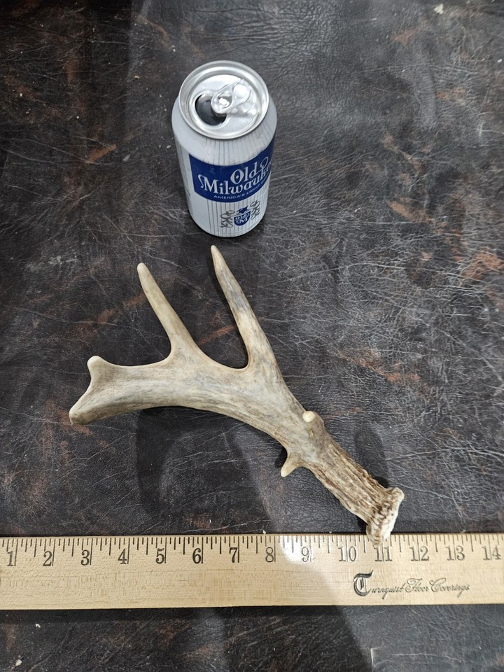 Wild 4 Point Deer Antler Shed Horn Rack Decor Pedicle Man Cave Decor | eBay