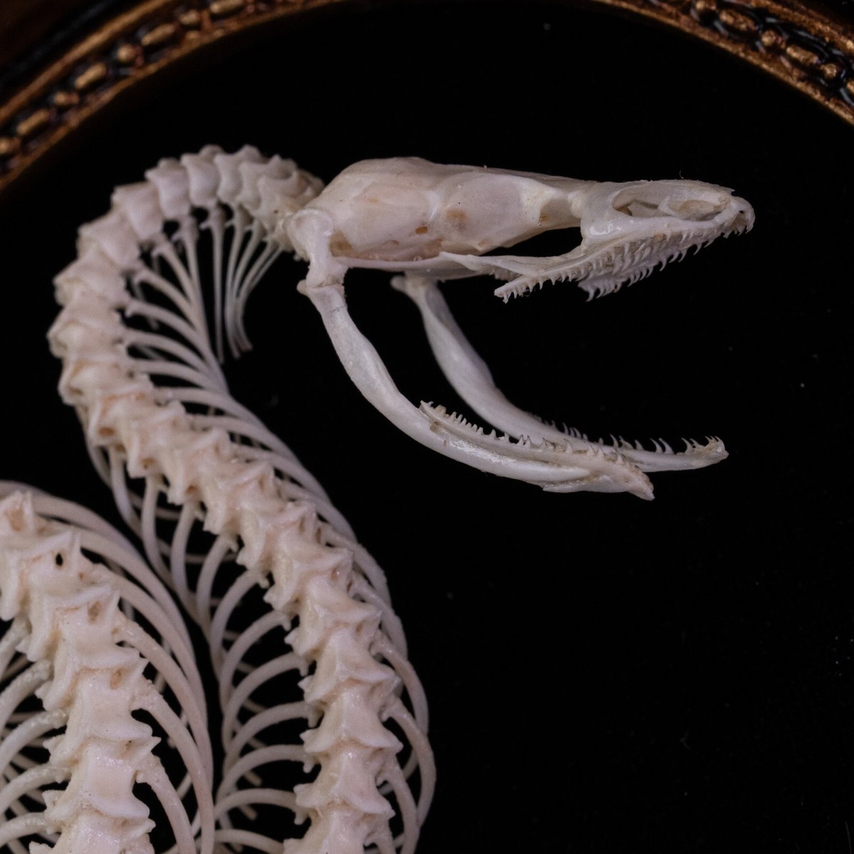 Ball Python Skeleton Crâne De Python Royal / Ball Python Skull