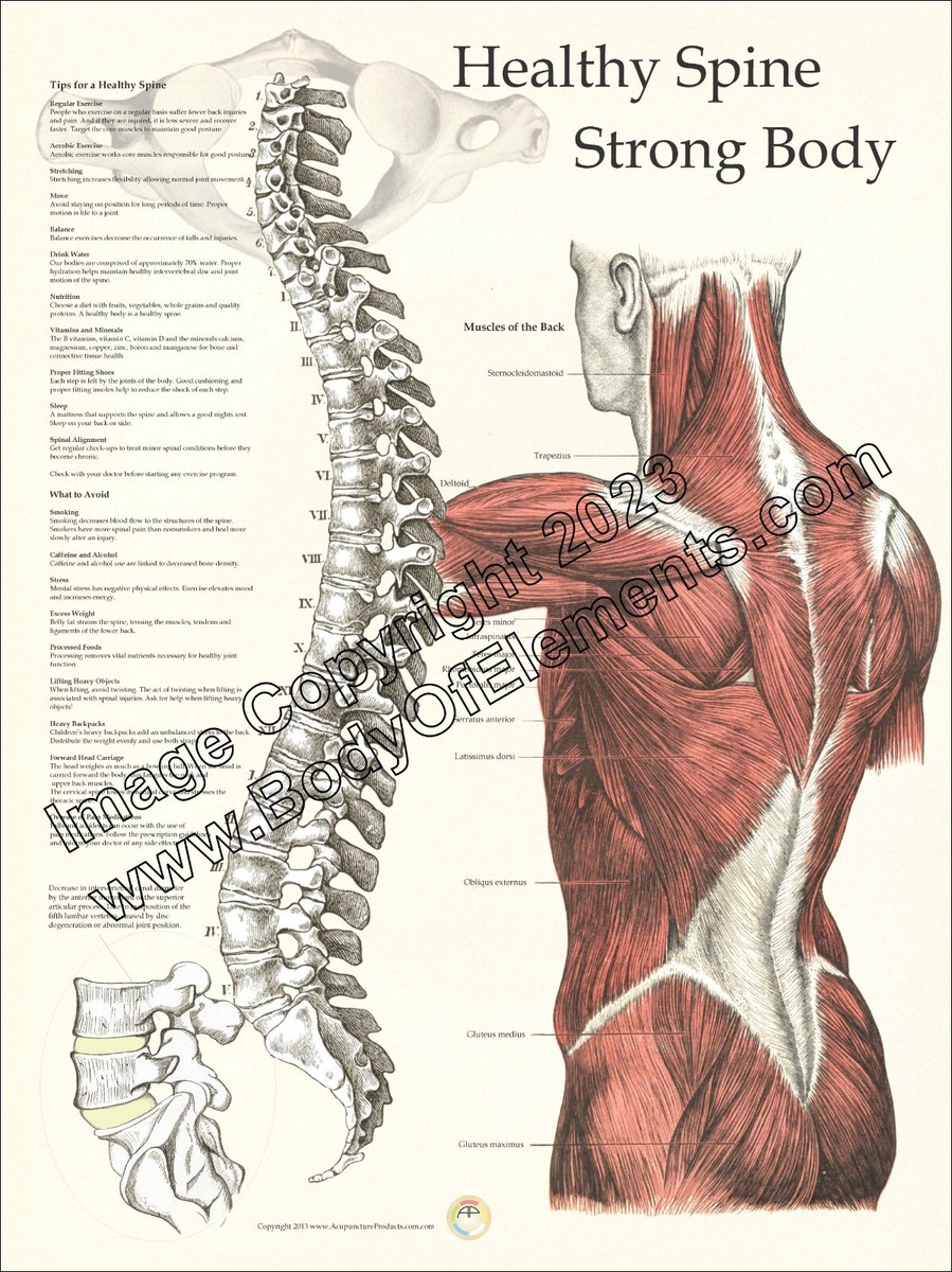 Chiropractic Spine Chart