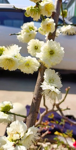 Japanese Exposed-root old plum bonsai (Prunus mume) Jinqianlve ...
