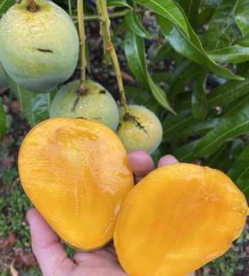 FAIRCHILD Grafted Rare MANGO Tree 3Gal Pot Ready To Fruit Ship UPS ...