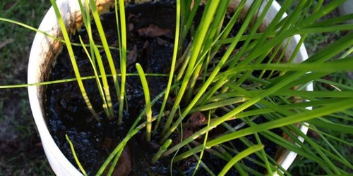 CHINESE WATER CHESTNUTS 8 bulbs (Eleocharis dulcis), edible, extremely ...