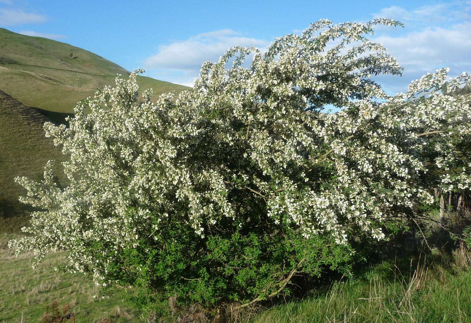 Tagasaste AKA Tree Lucerne 500 seeds - hardy high protein animal fodder ...