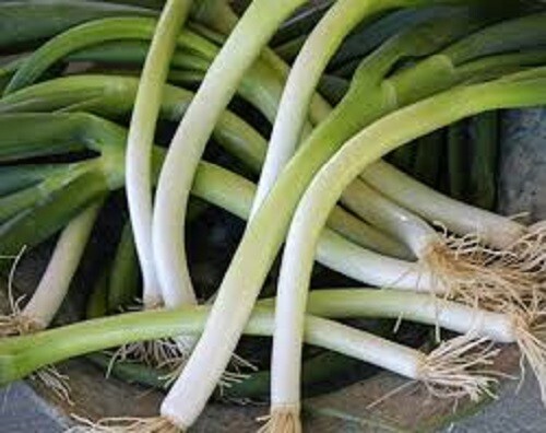 Spring Onion Seeds Vegetable Winter Ishikura Improved Bunching Spring ...