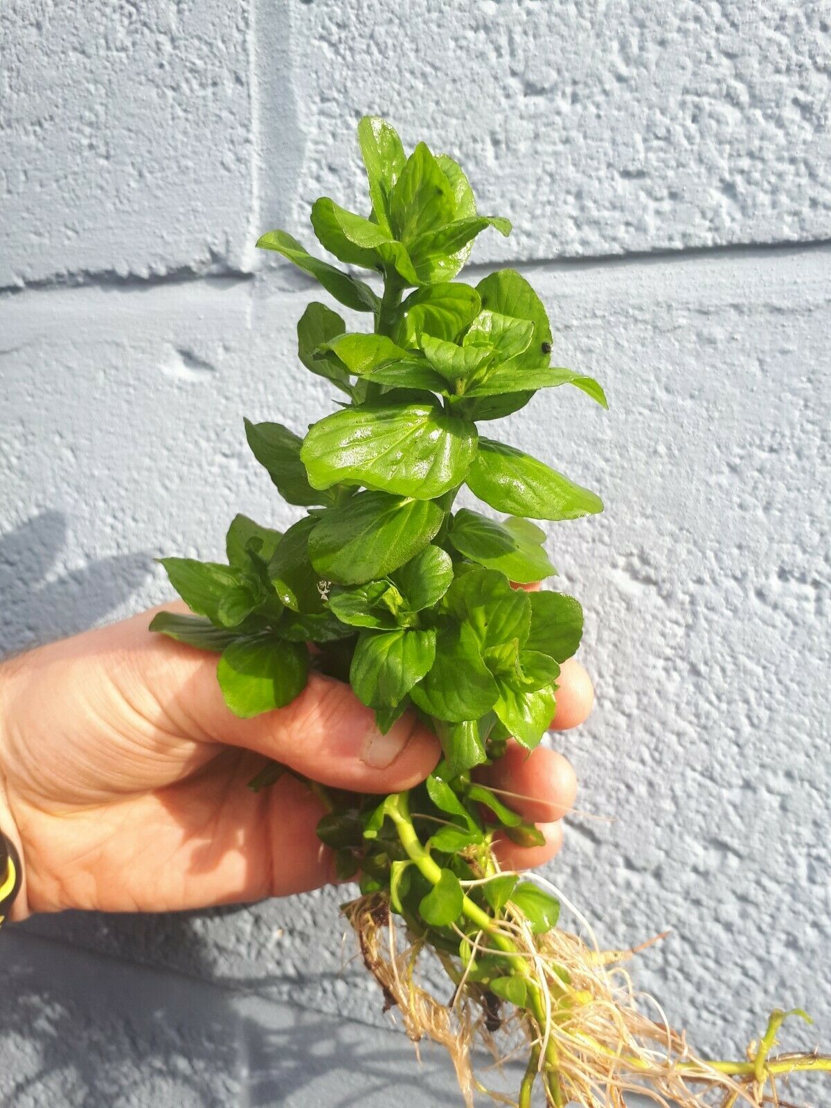 Various pond marginal bog plants oxygenating Iris water mint cress ...