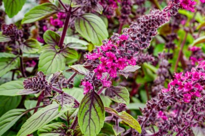 Ocimum kilmandscharicum AFRICAN BLUE or CAMPHOR BASIL Herb Seeds! | eBay