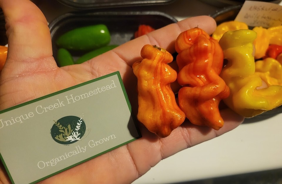 Sugar Rush STRIPEY Pepper Seeds 25,000-50,000 Scoville SHU Striped ...