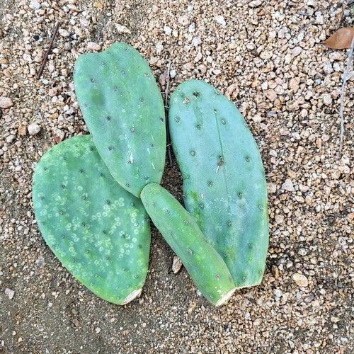 Nopal prickly pear cactus Tuna roja Opuntia Ficus-Indica Mexico 3 small ...