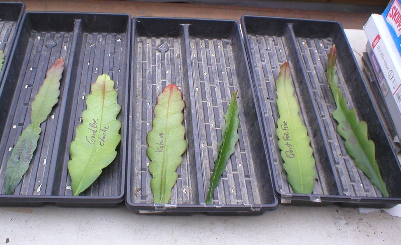 Epiphyllum,Orchid Cactus, GEORGE FRENCH , Don's Cuttings OCT/4 | eBay