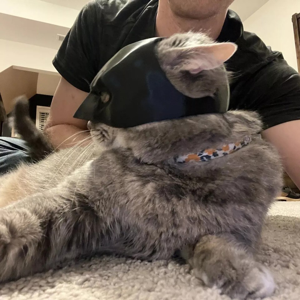 Pet Cats Mask 3D printed Batman mask Bat Cat Avenger Mask Accessory ...