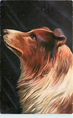 Tuck Dogs Postcard 9181 Rough-Coat Collie Profile Portrait, Posted 1906 ...
