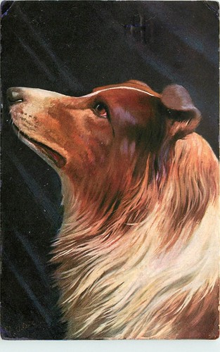 Tuck Dogs Postcard 9181 Rough-Coat Collie Profile Portrait, Posted 1906 ...