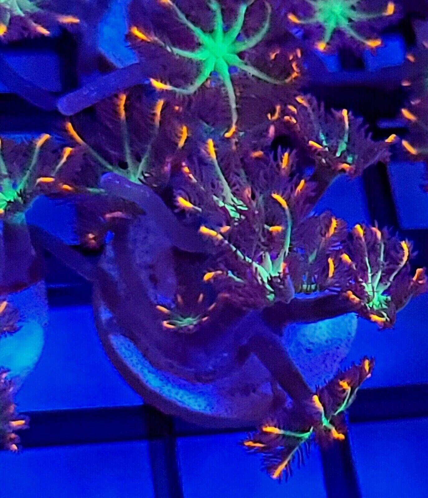 Firework Clove Polyp * Live Coral Frag * AJs Aquariums | eBay