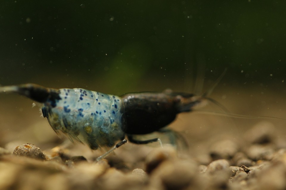 10+1 Blue Carbon Rili - Freshwater Neocaridina Aquarium Shrimp. Live ...