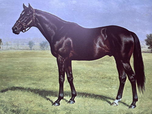 Richard Stone Reeves Print Book Page BOLD RULER Horse Stallion Racing ...