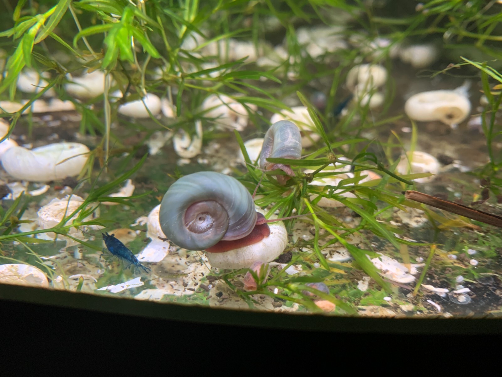 Blue Ramshorn Snails Freshwater Aquarium Snail Algae Tank Cleaner USA ...