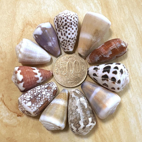 Hebrew cones from japan Natural Seashell Cone Shell Art Craft Shells of ...
