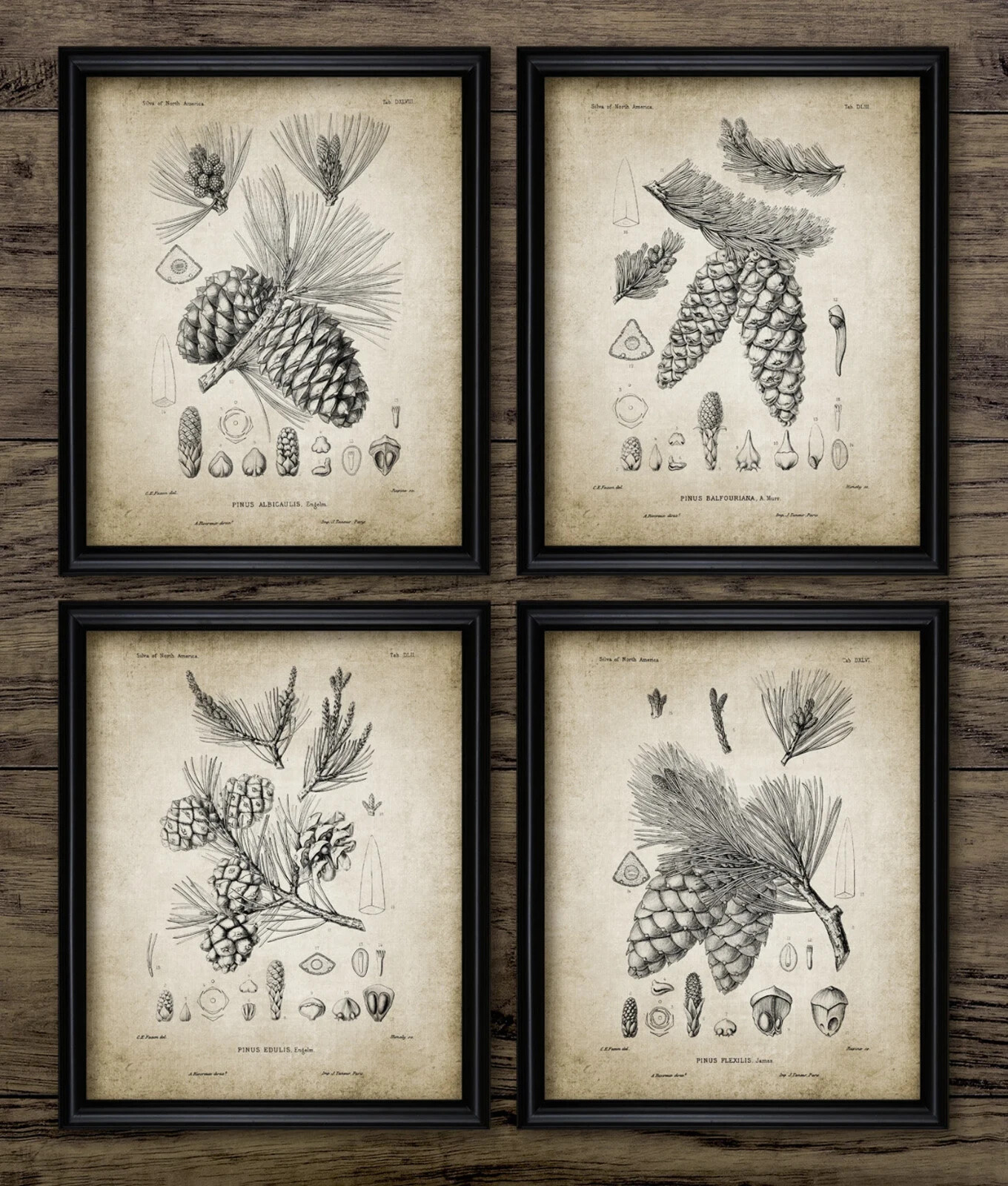 Pine Cone Prints Set of 4, Vintage Botanical Wall Art, Tree Branch ...