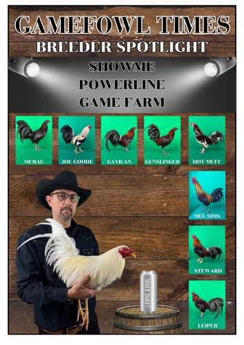 6- SHOWME JD GATOR BLUEFACE HATCH FERTILE GAMEFOWL HATCHING EGGS | eBay
