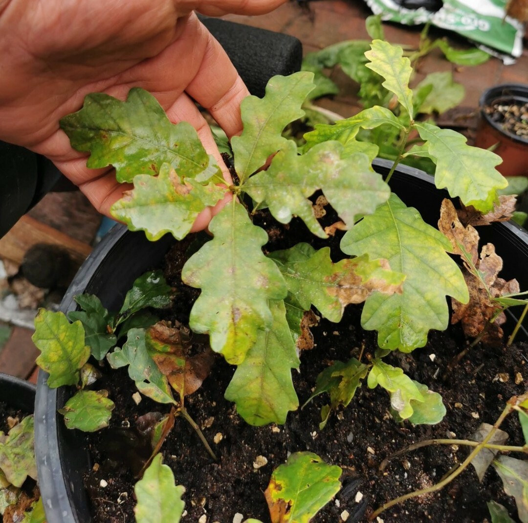 1x English Oak Tree sapling quercus seedling grow on or Bonsai SENT ...