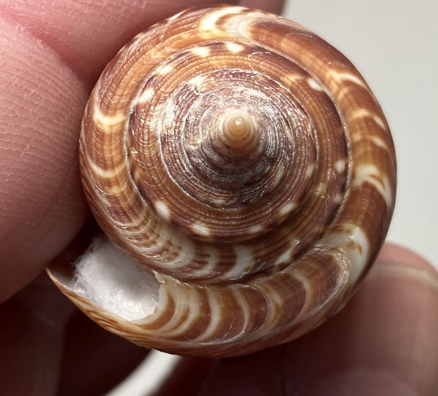 Conus amadis var castaneofisciata dautzenberg. Thailand. Great shape | eBay