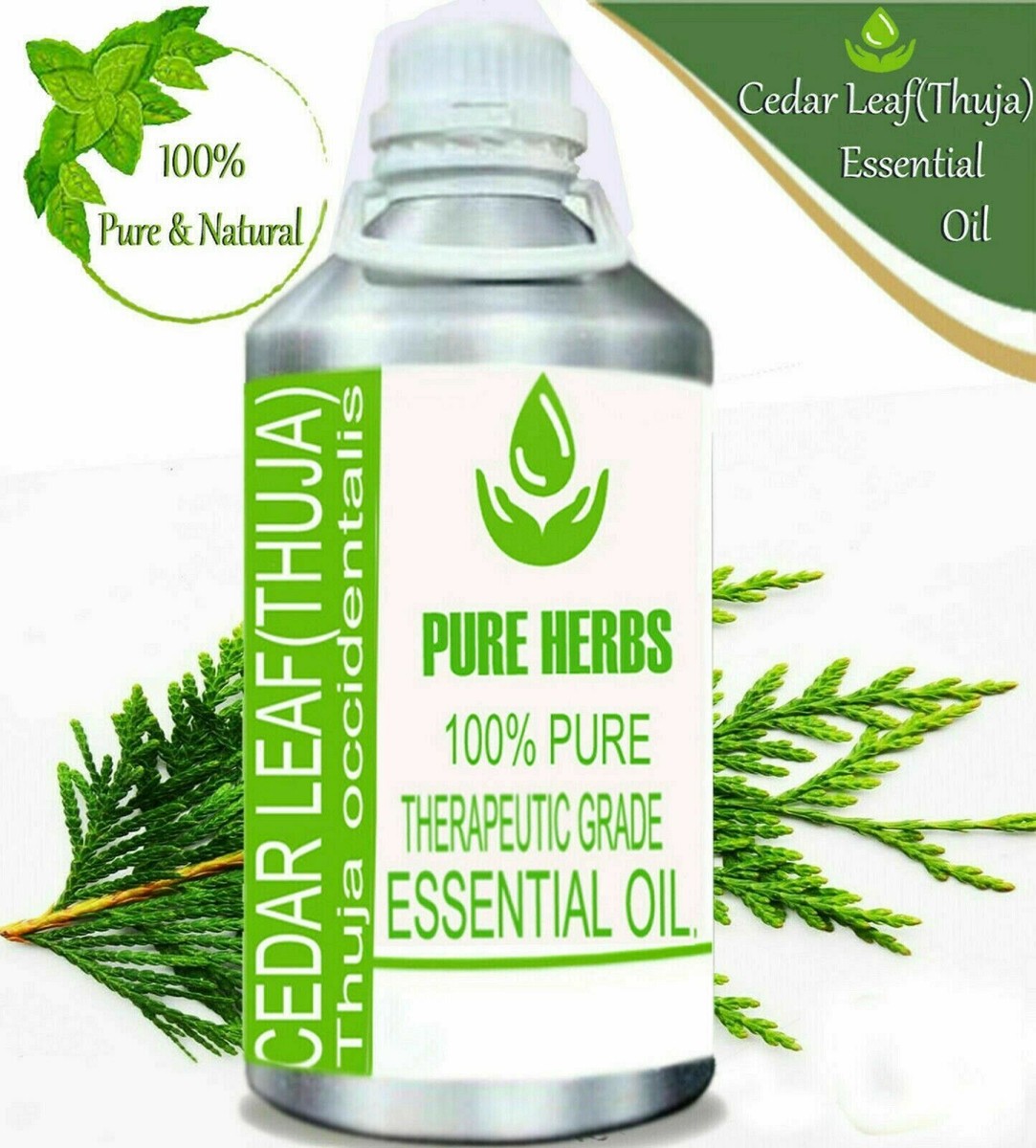 Thuja Occidentalis Leaf