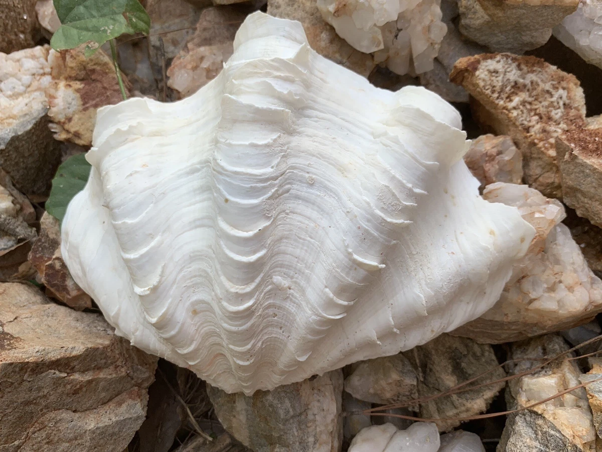 Giant Ruffled Clam Shell