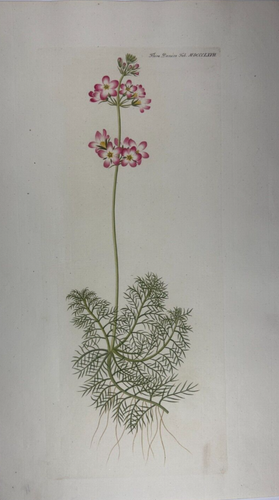 Flora Danica. Hottonia palustris [swamp water spring]. Tab MDCCCLXVII ...