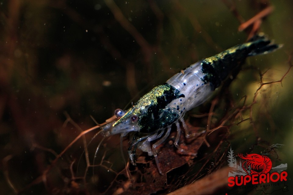 10+2 Green Rili Shrimp - Freshwater Neocaridina Aquarium 100% Live ...