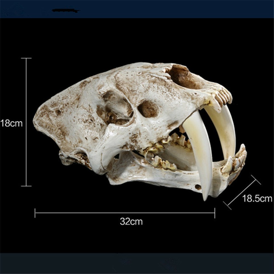Smilodon Saber Toothed Tiger Skull 1:1 Replica Skull Resin Skull Model ...