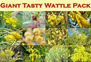 TASTY EDIBLE WATTLES SEEDS,16 x SPECIES,WATTLE PACK,BUSH TUCKER,SEEDS ...