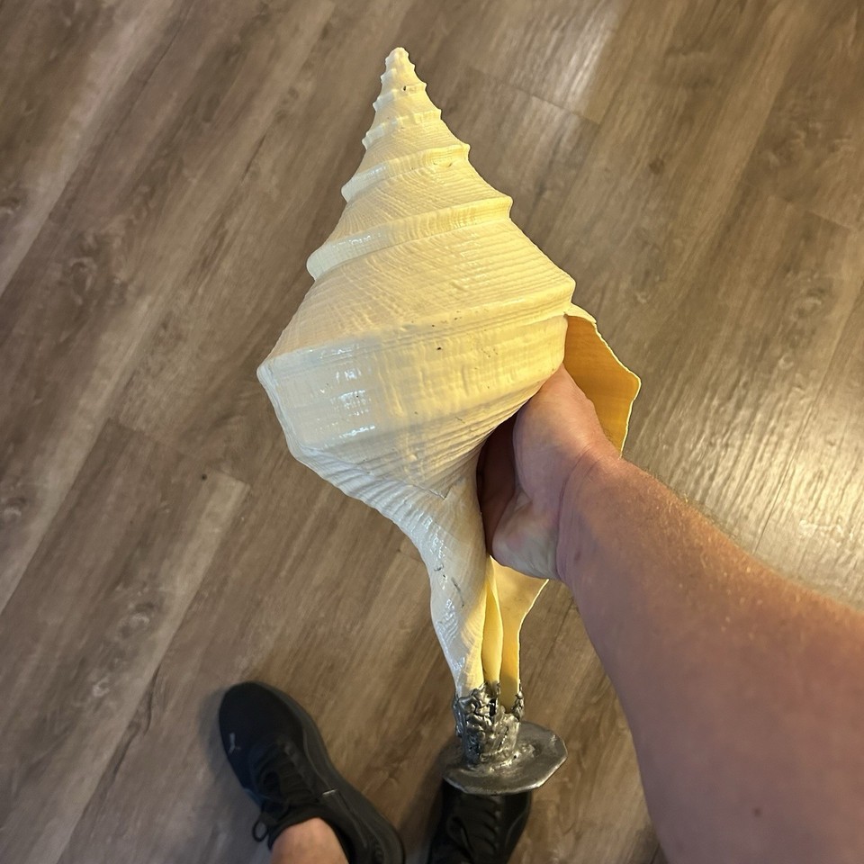 ***XL Australian Trumpet Conch Shell With Pewter Stand 22” Length Rare ...