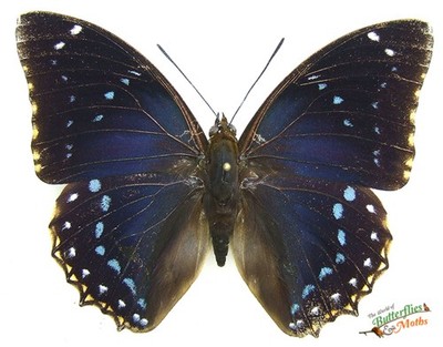 Charaxes Numenes Aequatorialis Farfalla Set x1 A1- Insetto Entomologia ...