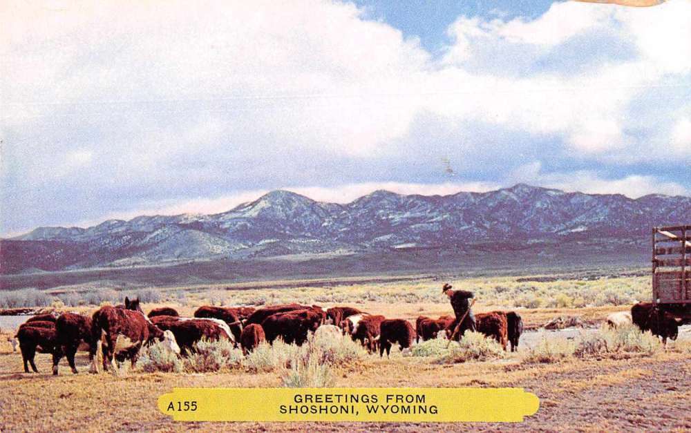Shoshoni Wyoming Cattle Farming Scene Vintage Postcard J78873 | eBay
