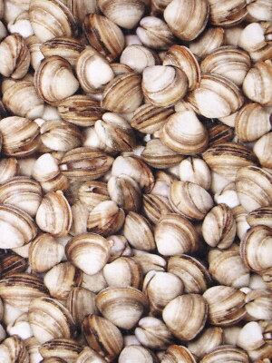 Food Festival Clam Shells Fabric Ocean #623 Cotton Elizabeths Studio By ...
