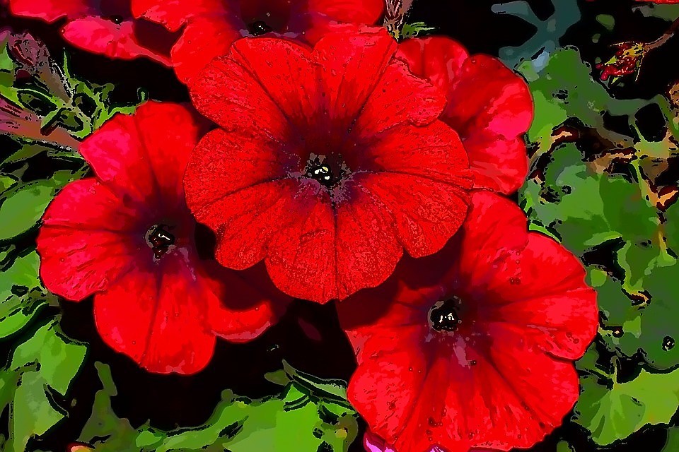 500 Fire Chief RED PETUNIA Nana Compacta Sun Annual AAS Winner Flower ...