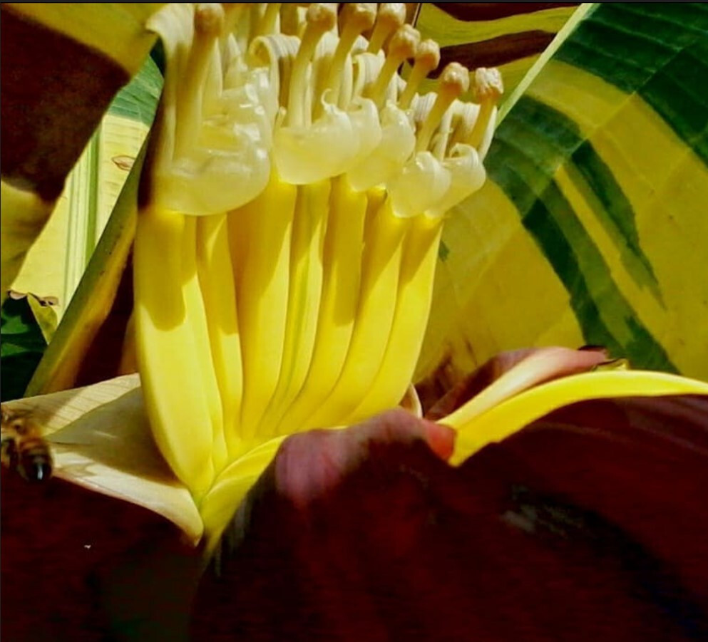 Yellow Variegated Musa Acuminata 'Golden Tiger' Banana Seeds - Pack of ...