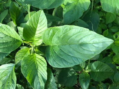 Callaloo - Plant Seeds ~ For 2025 Planting (Over 250 Plants).. Non GMO ...