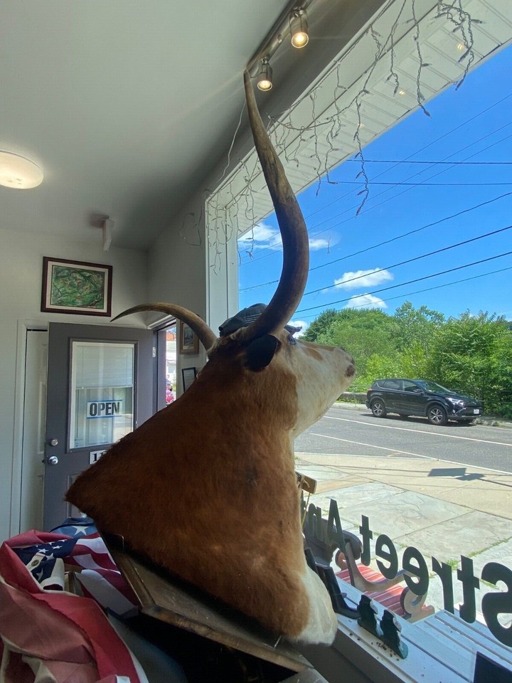 Huge TEXAS LONGHORN Bull, Shoulder Wall Mount Taxidermy cattle; GREAT ...