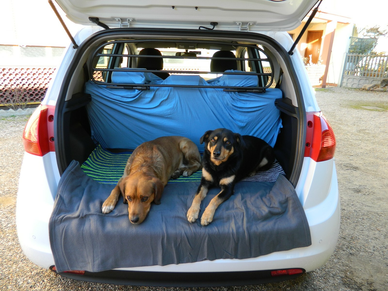 Trennnetz Trenngitter Hundenetz Hundegitter KIA Venga - Original ...