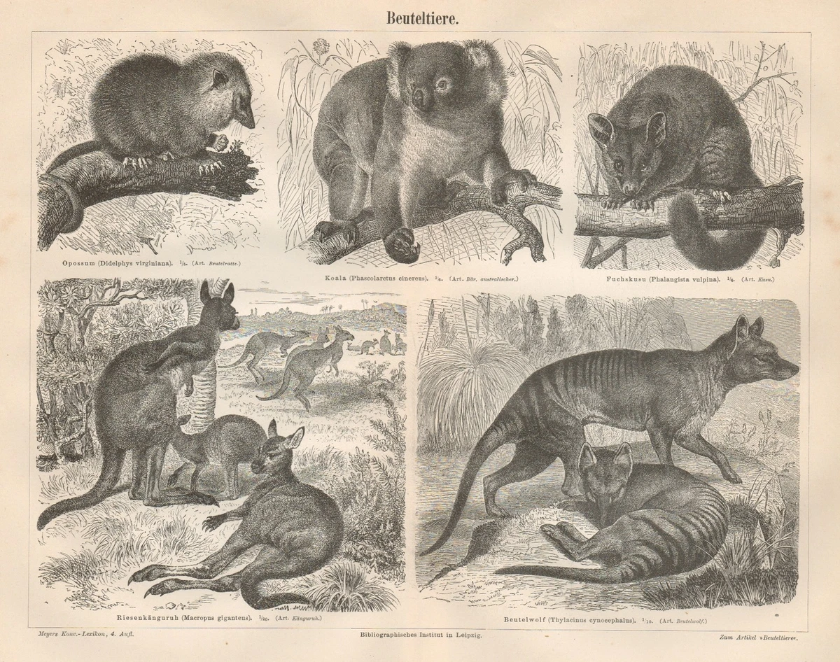Types Of Marsupials