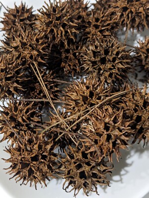 Fresh Sweet Gum Balls Lot 50 Crafting Crafts Holiday Decor Diy | eBay