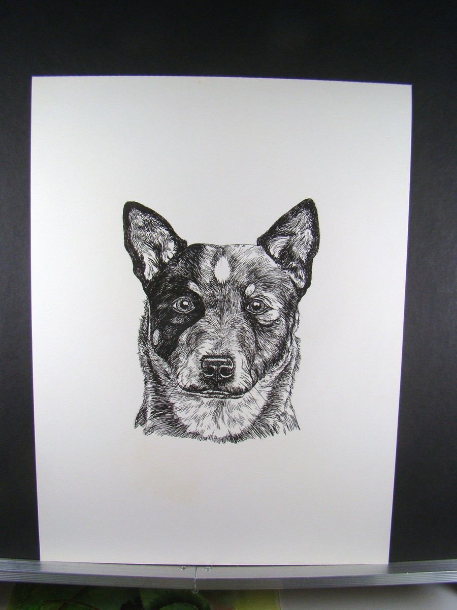 Queensland Heeler Drawing