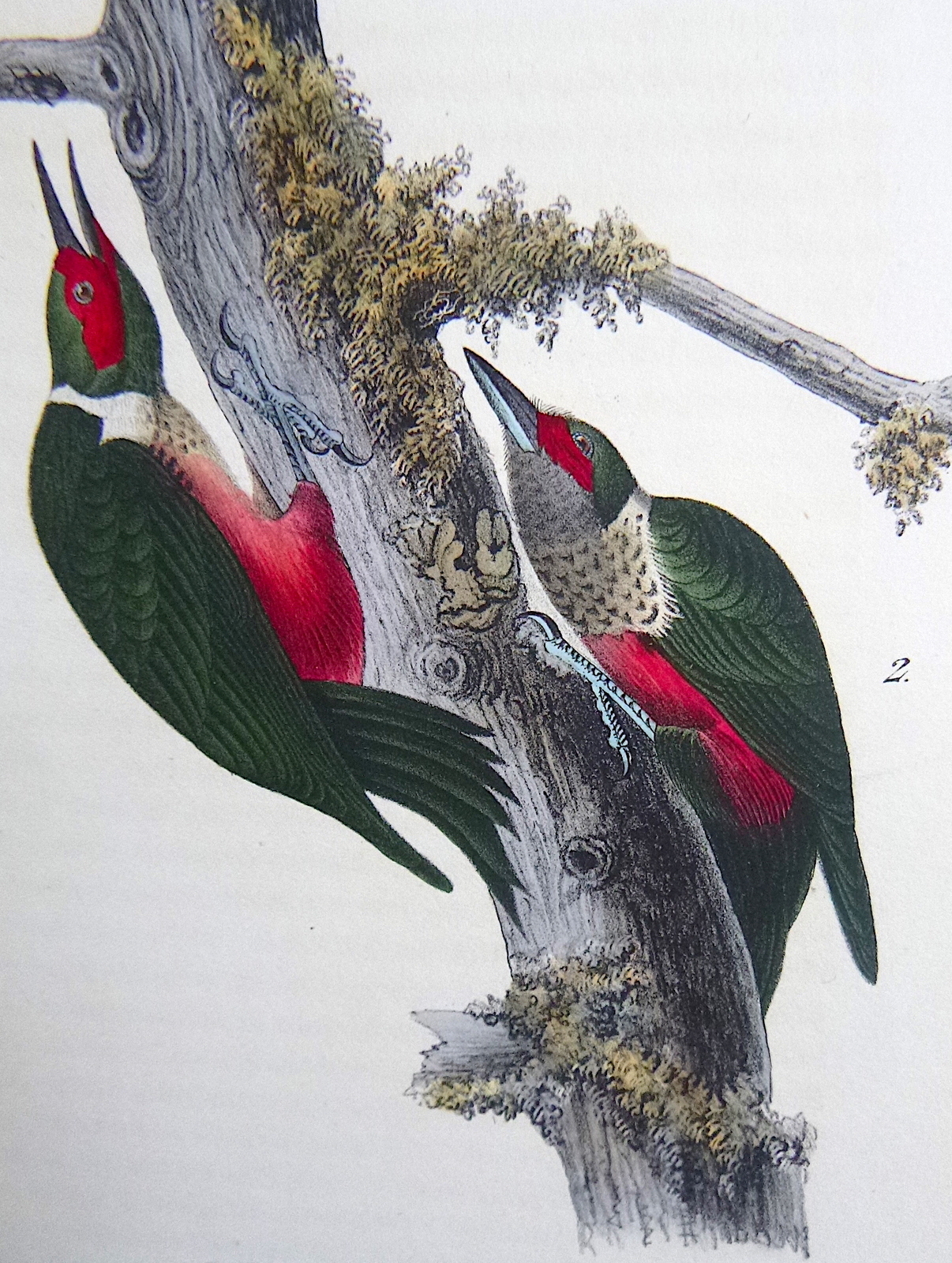 Audubon 1st ed Octavo LEWIS' WOODPECKER Birds of America 1841 original ...